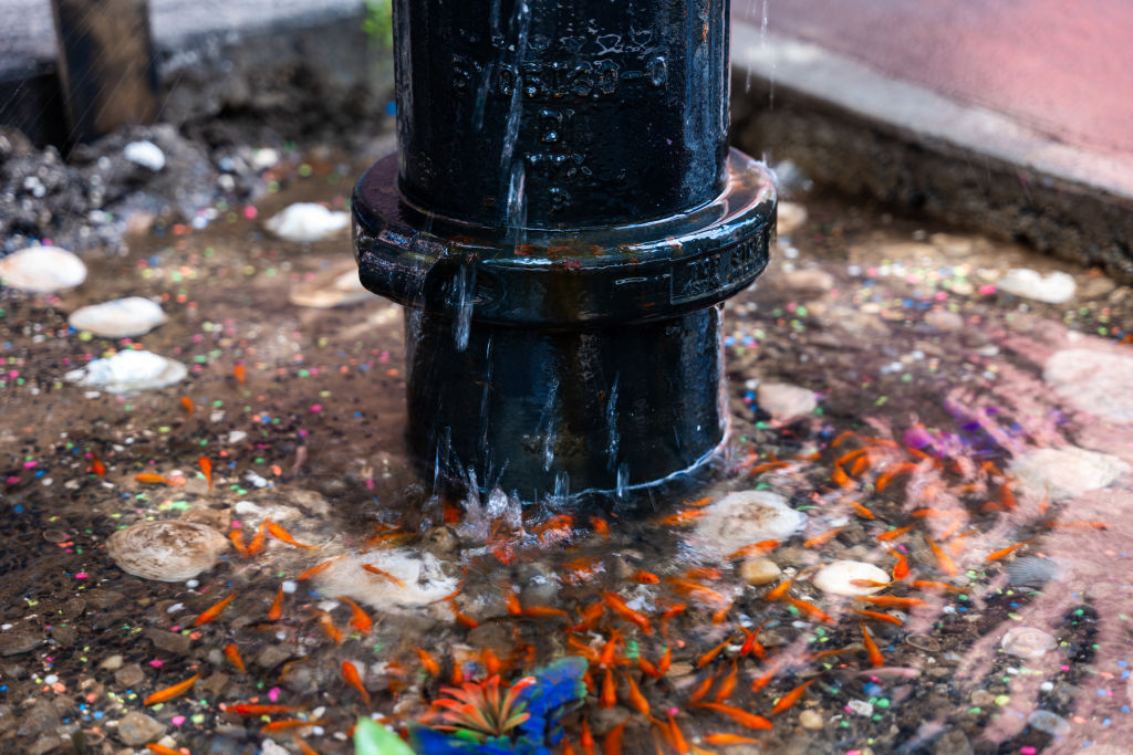 Brooklyn Community Come Together To Restore Goldfish Pond